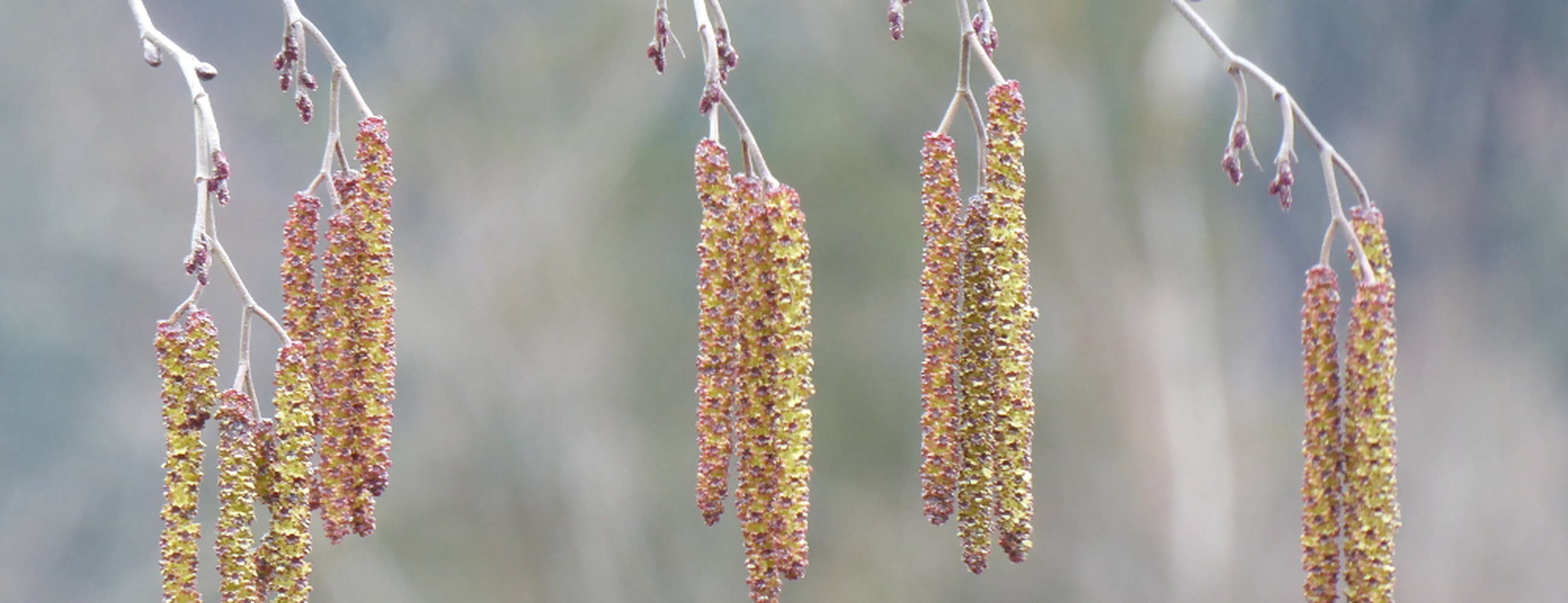 News - Pollenflug: Drei-Tagesprognosen weiterer Service für Allergiker ...