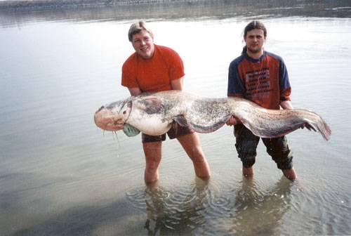 Gesellschaft - Riesenwels - der Vinschger