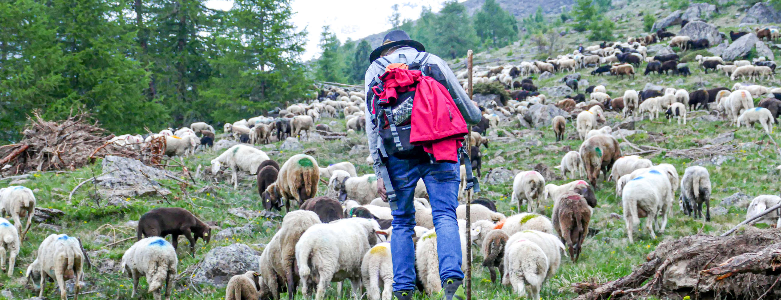 Thema - Mit Geblöke auf das Joch - der Vinschger