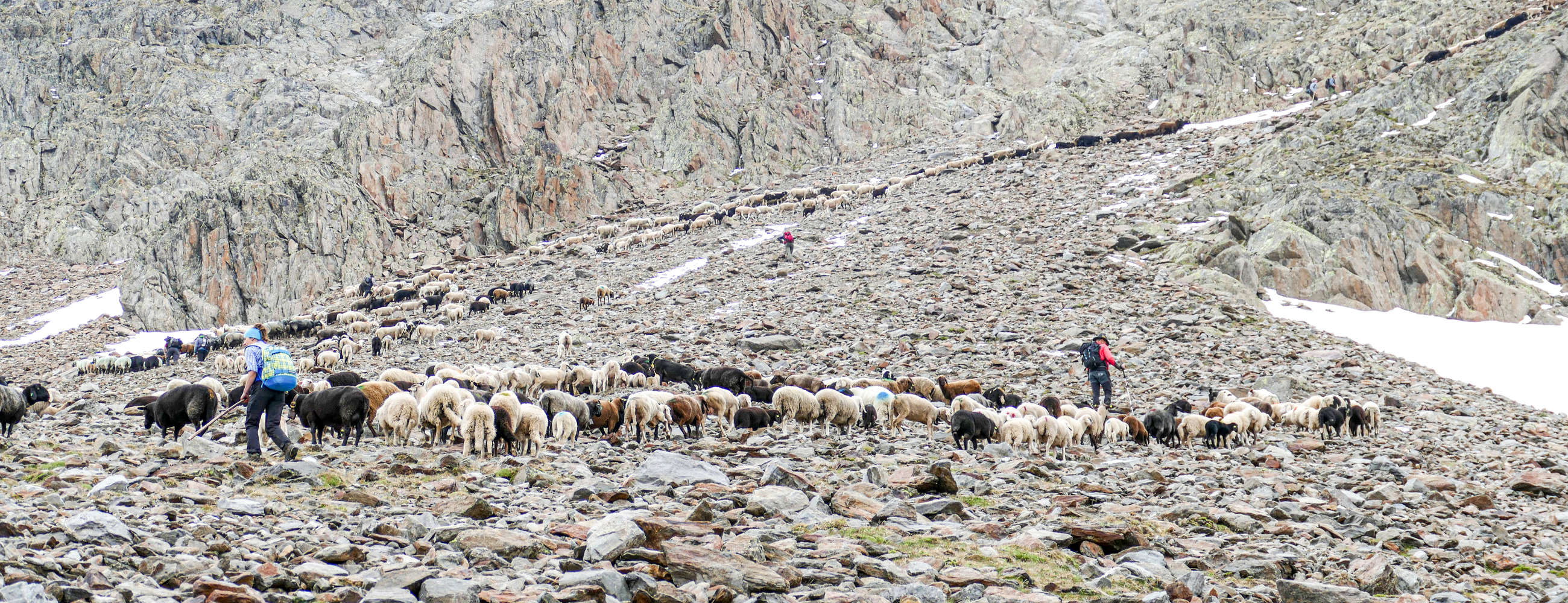 Thema - Mit Geblöke auf das Joch - der Vinschger