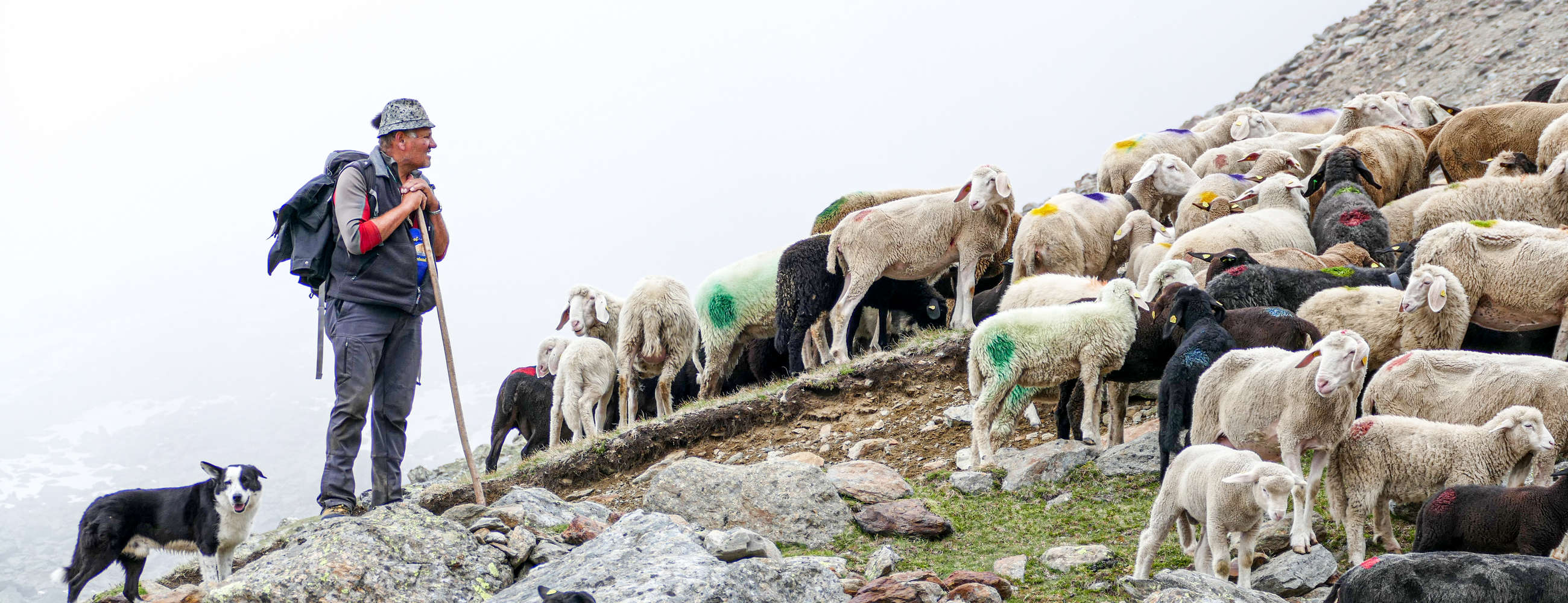 Thema - Mit Geblöke auf das Joch - der Vinschger