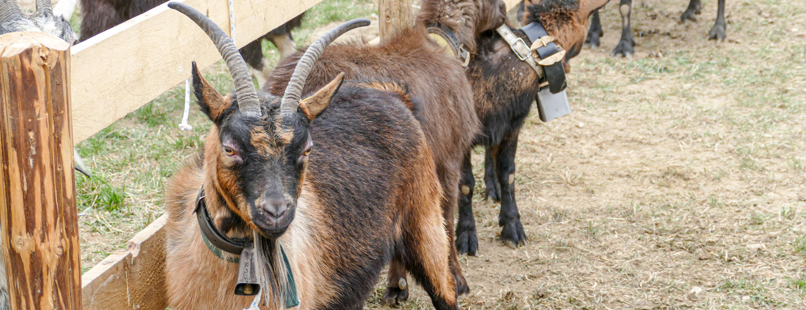 Gesellschaft - „Viele Schof und nou mea Leit“ - der Vinschger